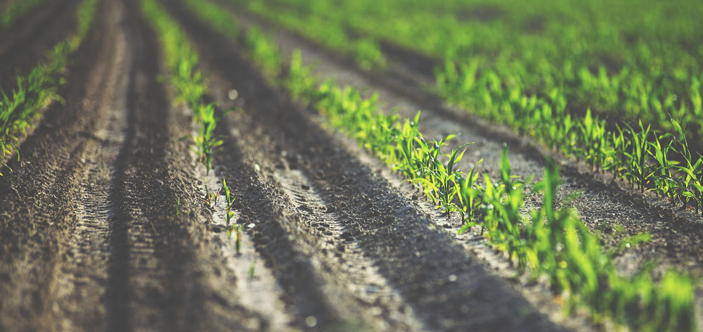 Vitamin B12 – South African Vegan Society