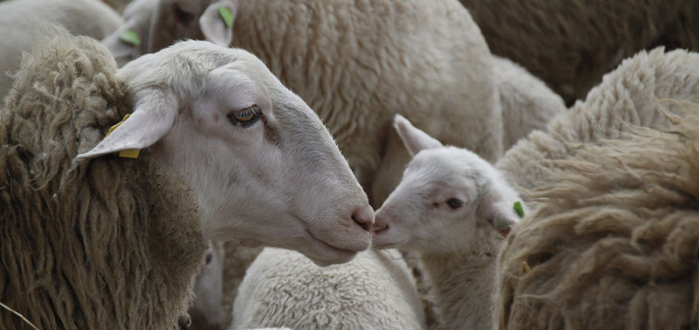 The Cruelty Behind Wool – South African Vegan Society